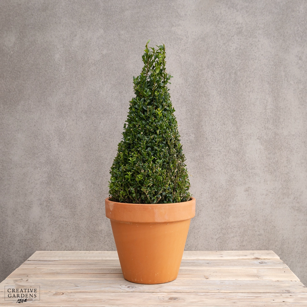 Buxus Pyramid 50-60cm - Creative Gardens