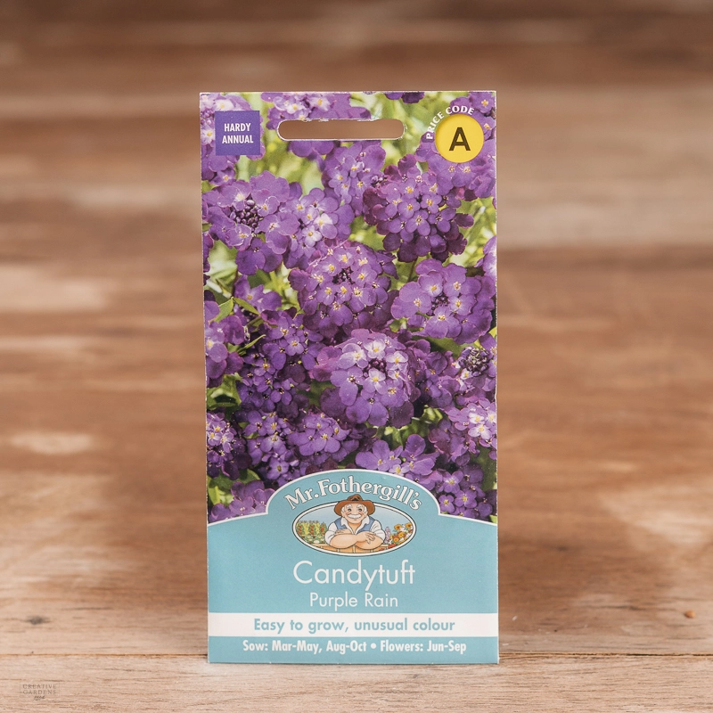 Candytuft Purple Rain - Creative Gardens
