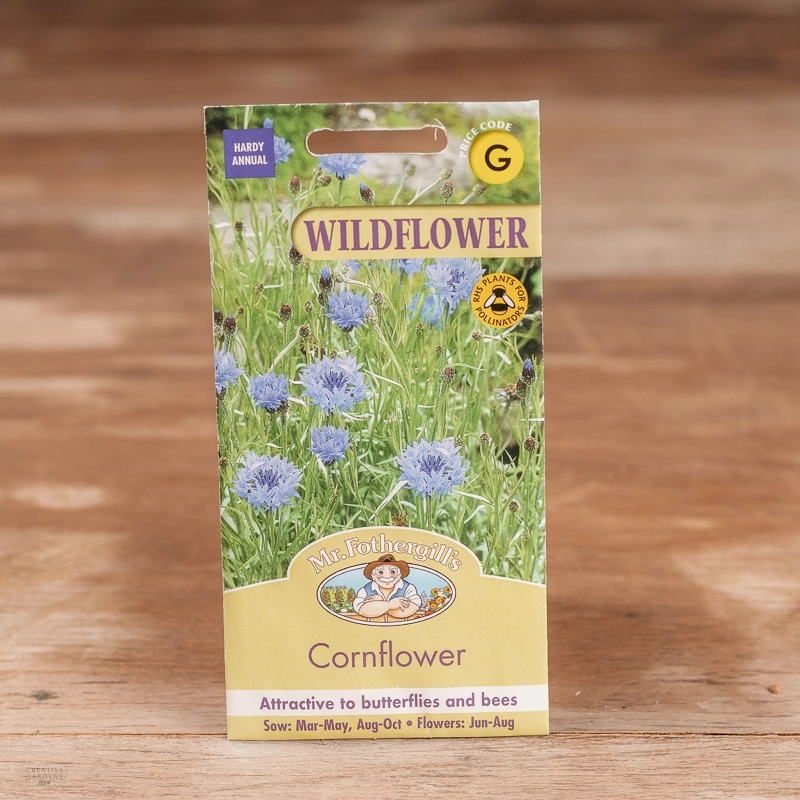 Cornflower - Creative Gardens