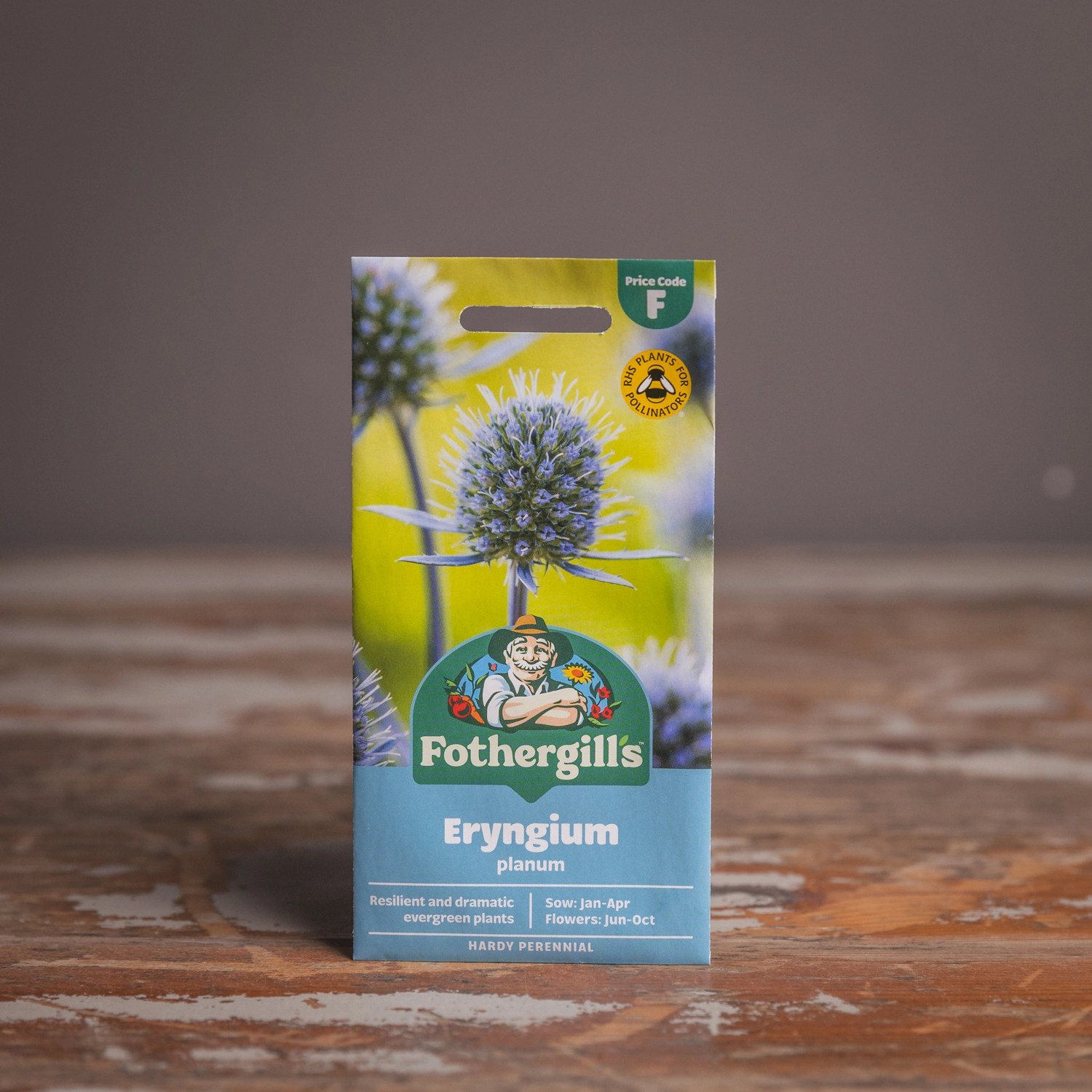 Eryngium Planum - Creative Gardens