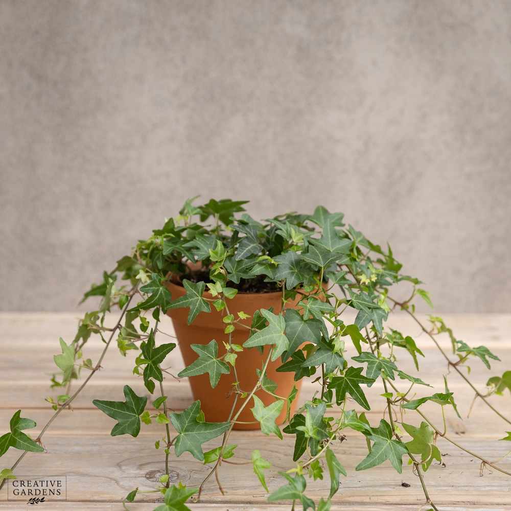 Hedera Mix - Creative Gardens