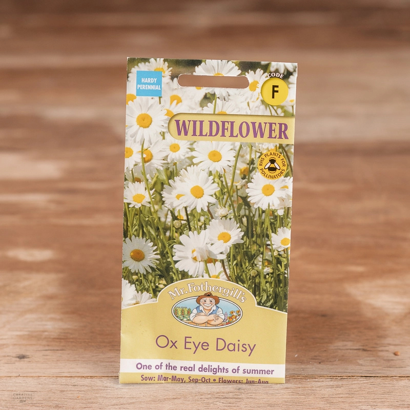 Ox Eye Daisy - Creative Gardens